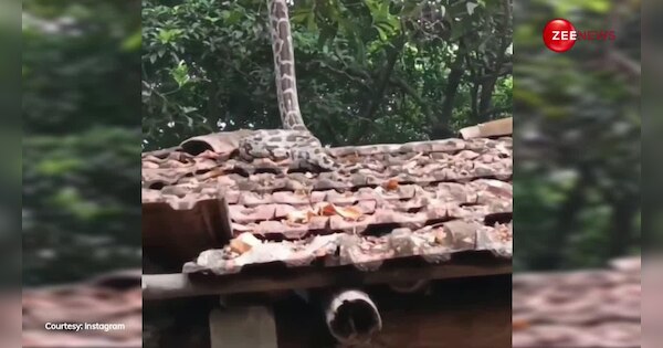 giant python stood on the roof of the house like a human people were ...