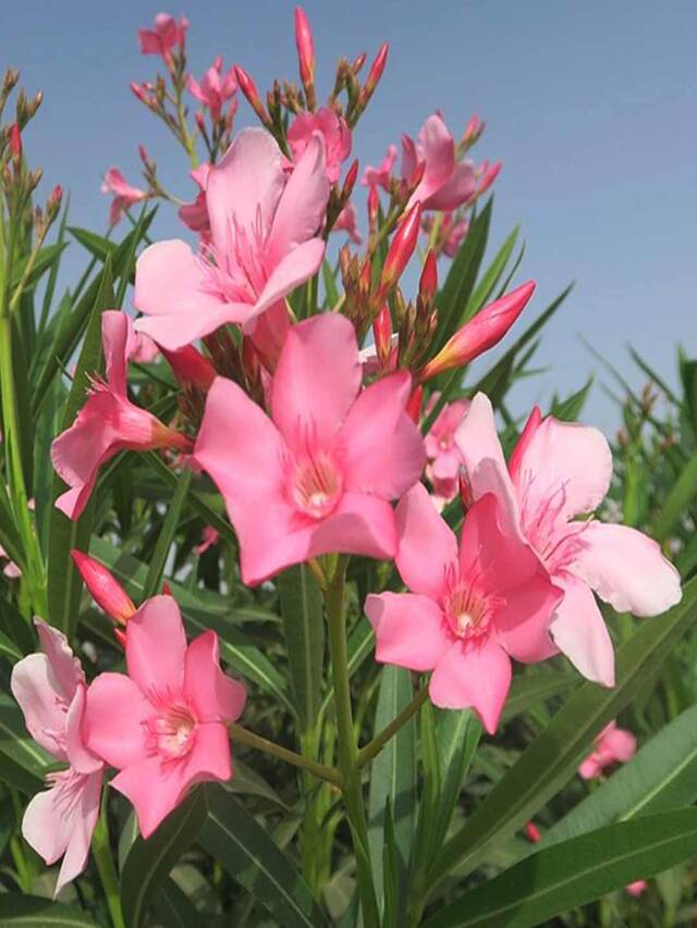 dangerous plant in world most poisonous environment poison attack ...