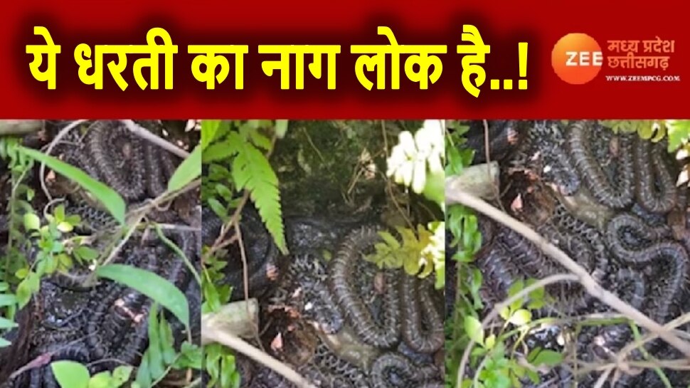 Dharti Ka Naglok Snakes In Pit Hugh Number Of Snake Gaddhe Snapo Ka ...