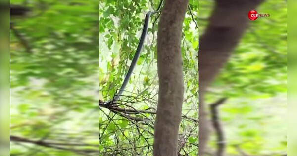 10 feet tall king cobra was seen performing stunts on a tree branch ...