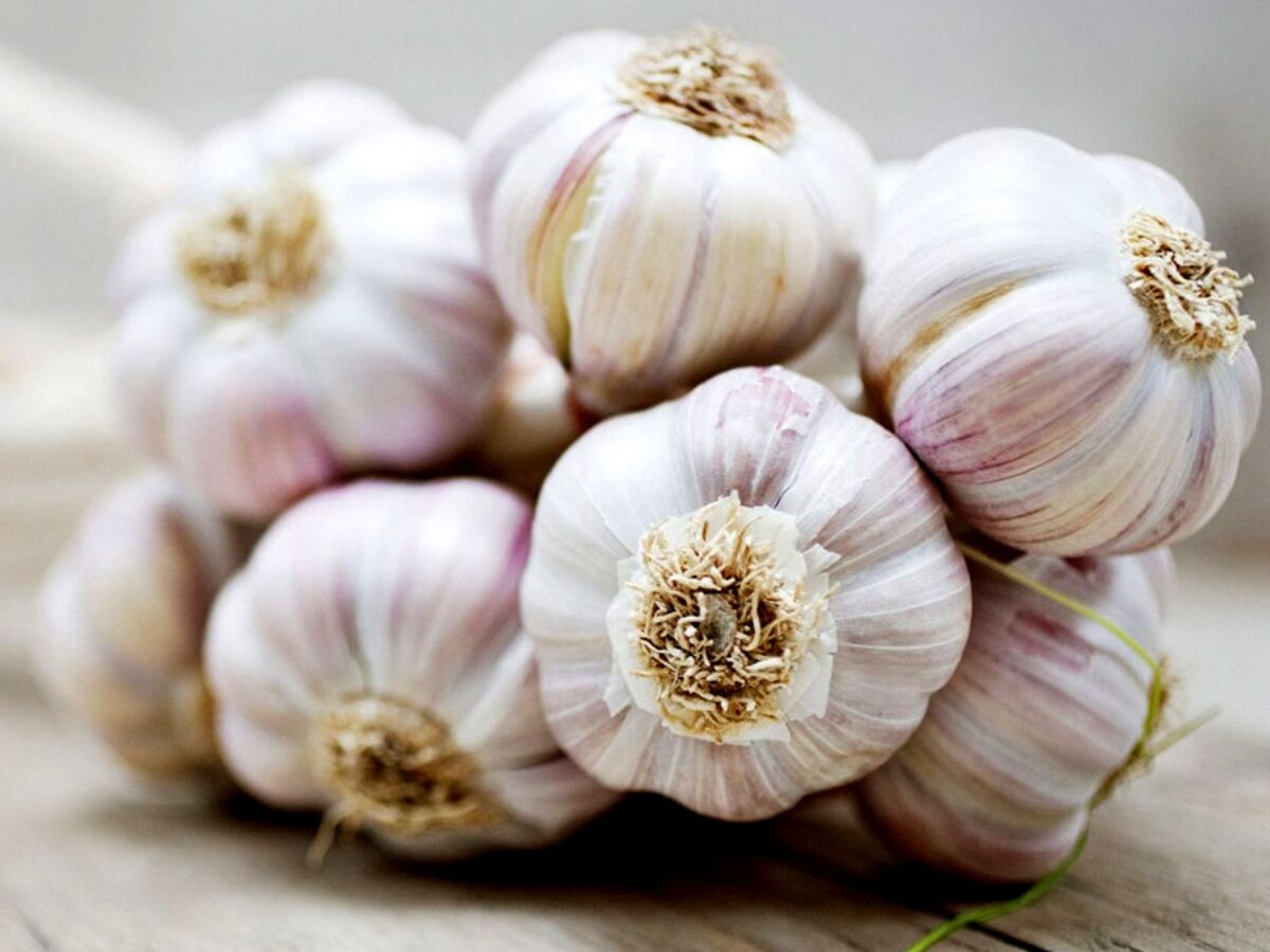 garlic health Benefits and disadvantages know Right time of consumption ...