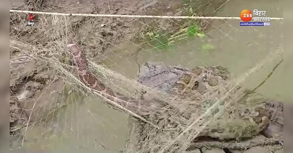 Python entangled in net of fishermen who went fishing rescued and ...