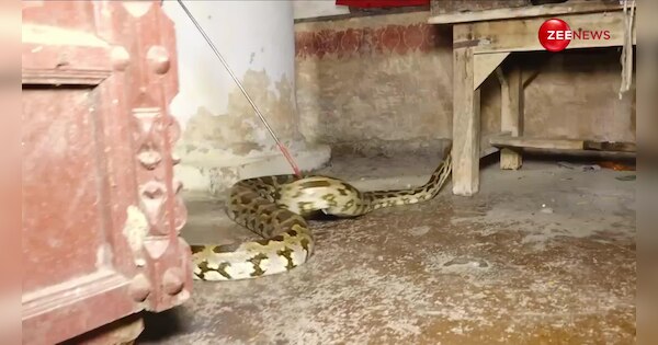 40 feet giant python turned out to be a devotee of Bajrang Bali ...