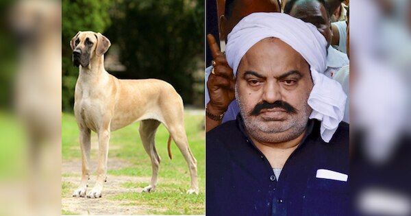 Mafia Atiq Ahmed pet dogs adopted by two people Prayagraj Nagar Nigam ...