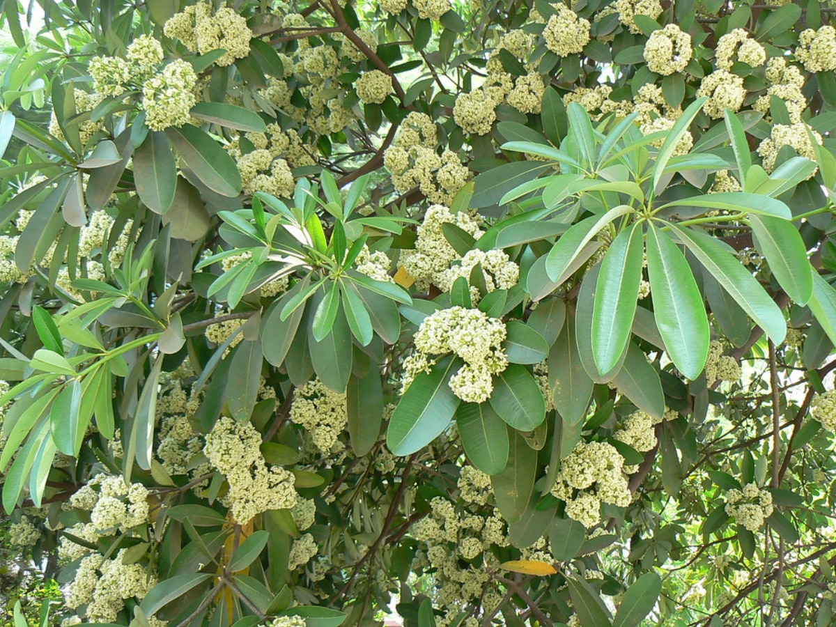 benefits of saptaparni blackboard plant for stomach problems cures many ...