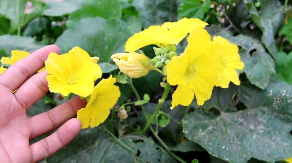 health benefits of turai vegetable tori sabji ke fayde | 10 रुपये की ये ...