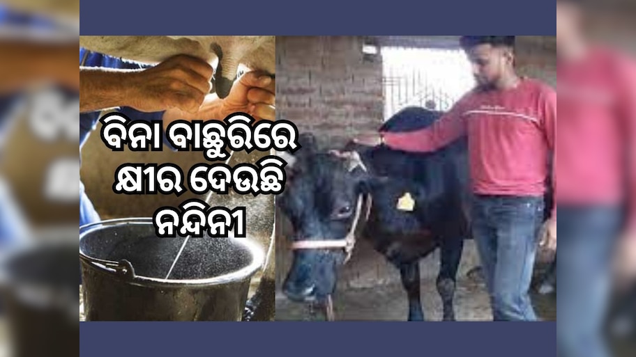 Nandini giving milk for 12 years without giving birth calf people say ...