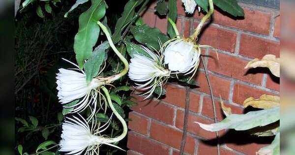 vastu benefits of kamal ke fool Lotus Flower direction in home | Brahma ...