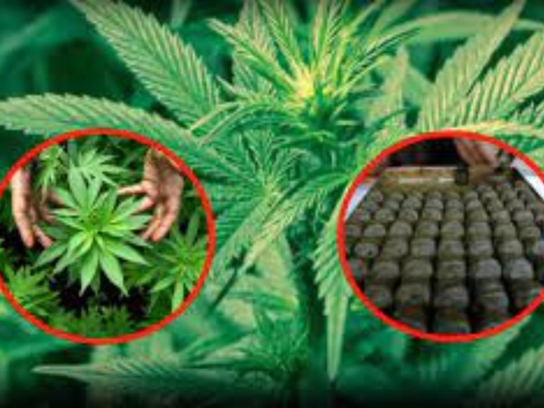 Hemp cultivation cannabis sativa plant farming benefits market ...