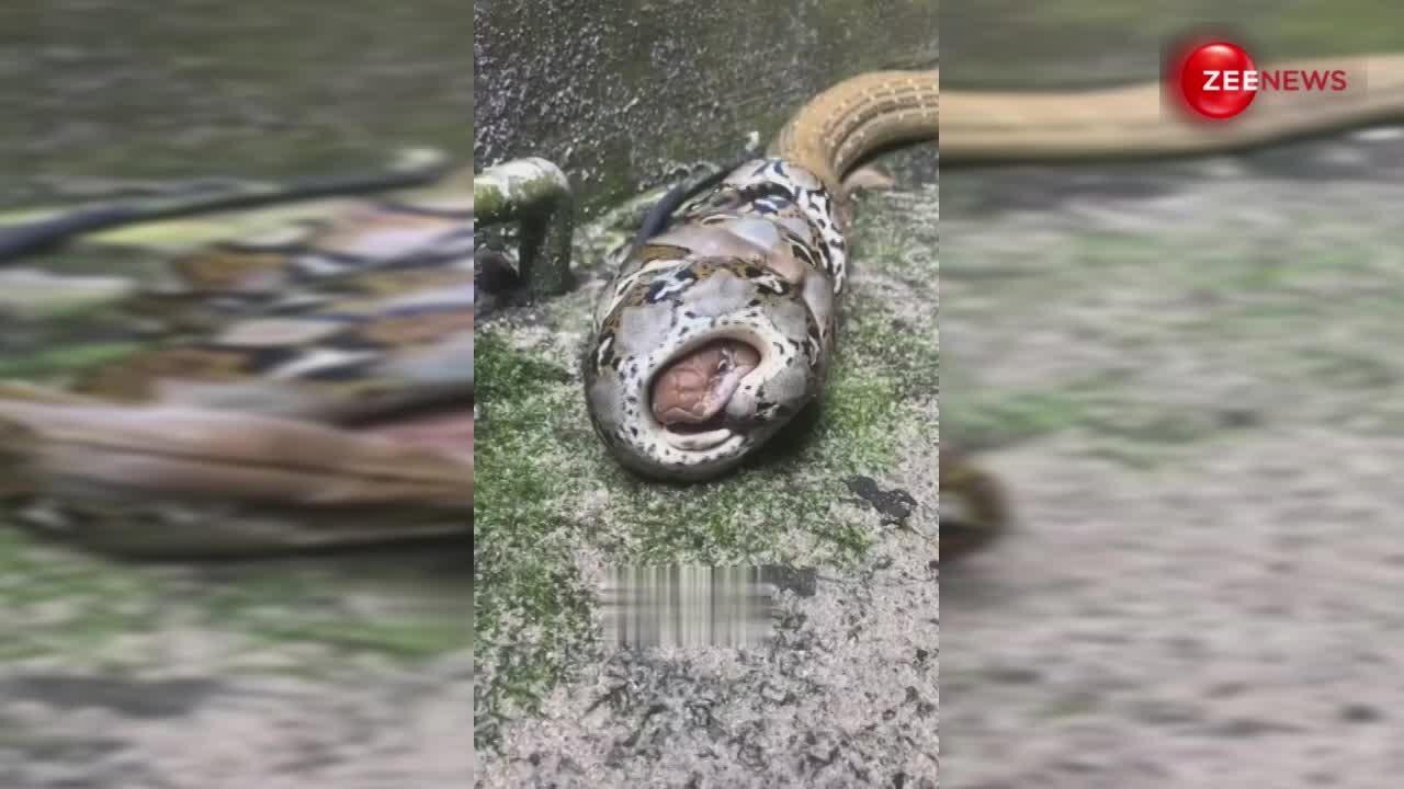 two pythons scary fight like hero villain watch who will win in the end ...