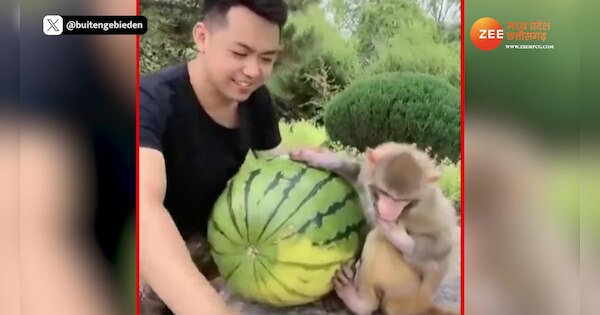 viral video Monkey seen enjoying watermelon people were happy after watching the video | Viral ...