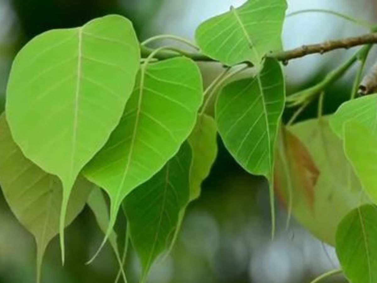 Vastu Shastra bad effects of pipal tree in home do this remedies for ...