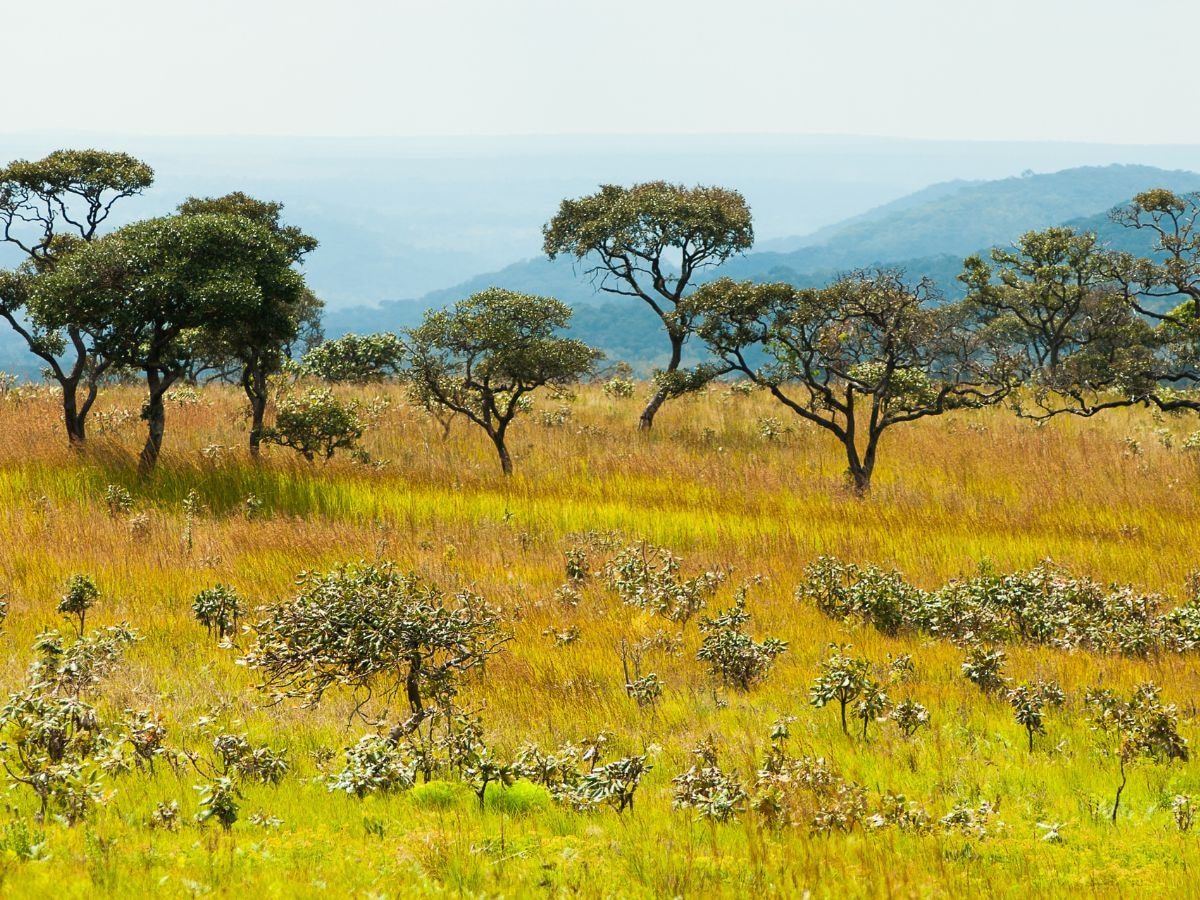 Savanna Forest global warming natural solution know how they reduce ...