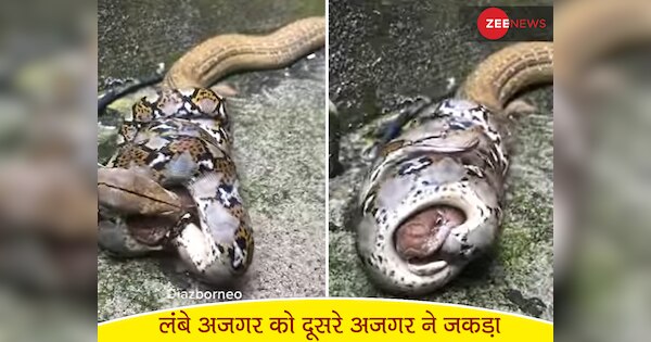 Python Video: Long python caught by another python see what happened ...