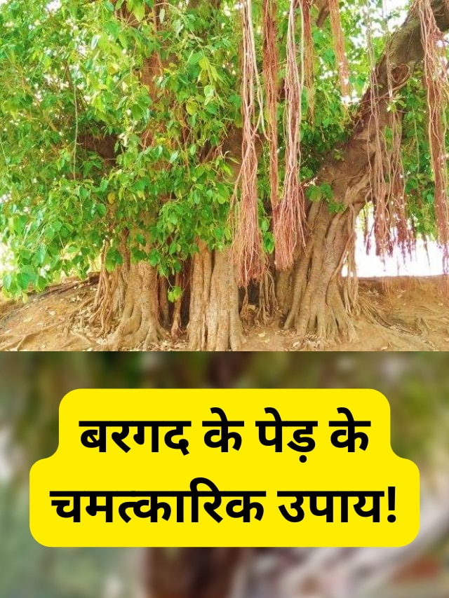 jyotish upay bargad ke ped ke totke Banyan tree upay will solve ...