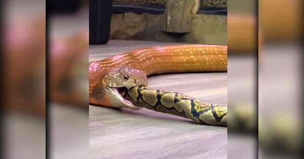 Snake video This dangerous snake swallowed a live snake Watch trending ...