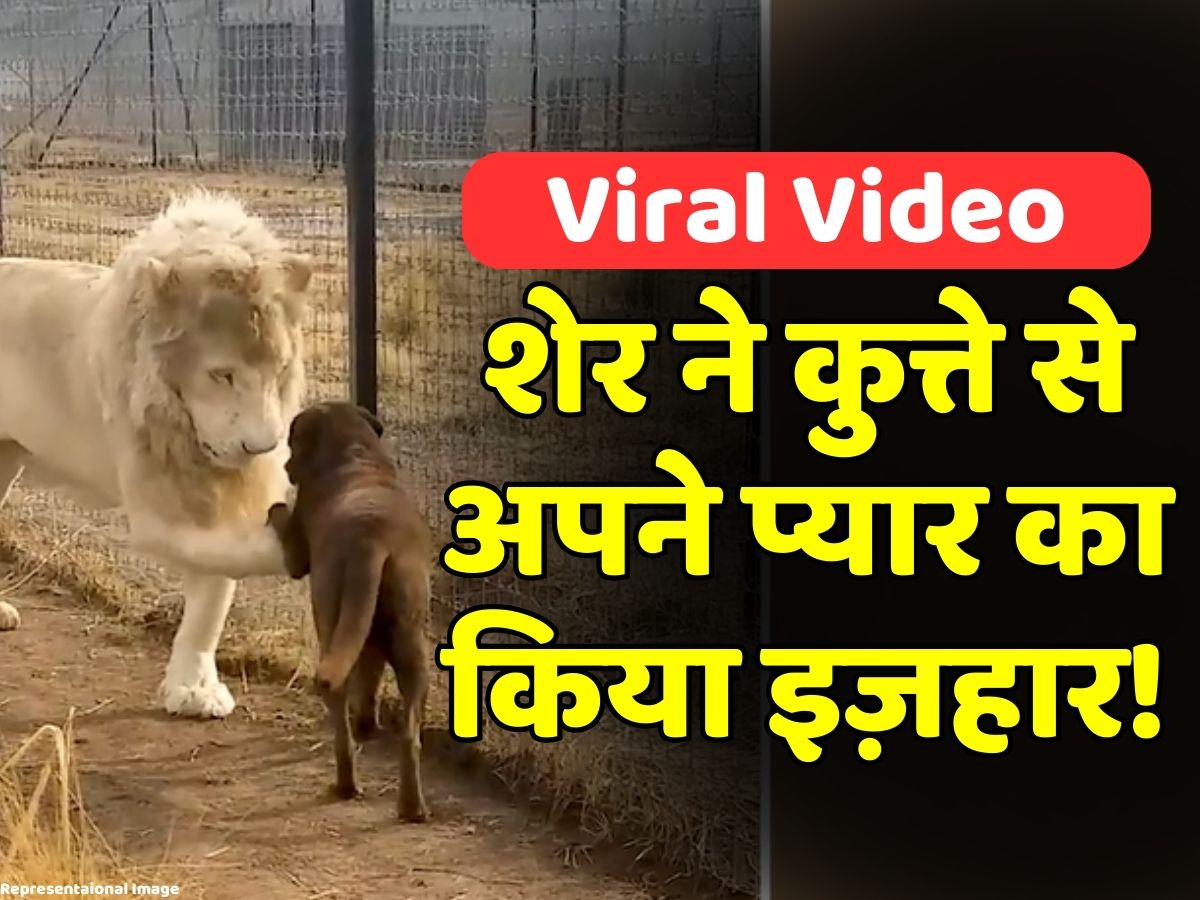 Sher Ka Video Lion proposed to the dog his heartbeat stopped Watch Animal Video | Sher Ka Video ...