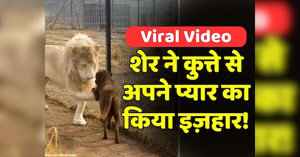 Sher Ka Video Lion proposed to the dog his heartbeat stopped Watch Animal Video | Sher Ka Video ...