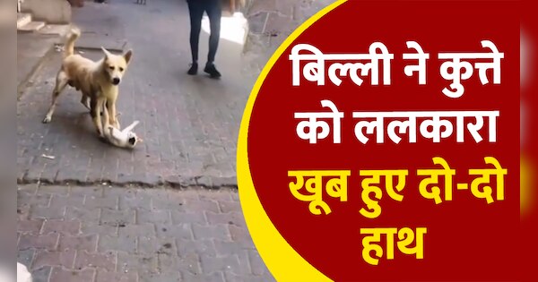 cat and dog funny fight video rocks internet video viral kutte billi ki ...