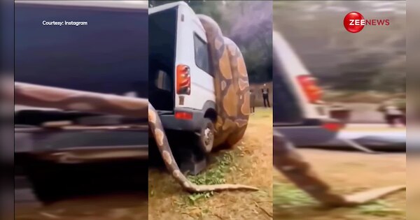 tourist found 60 feet python in mountains gaint snake completely ...