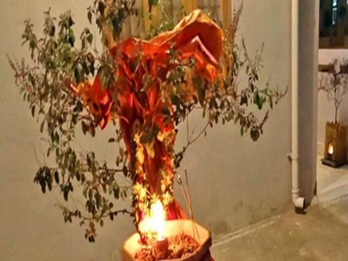 Mauli Thread Benefits tie Kalava in these trees open way for arrival of ...