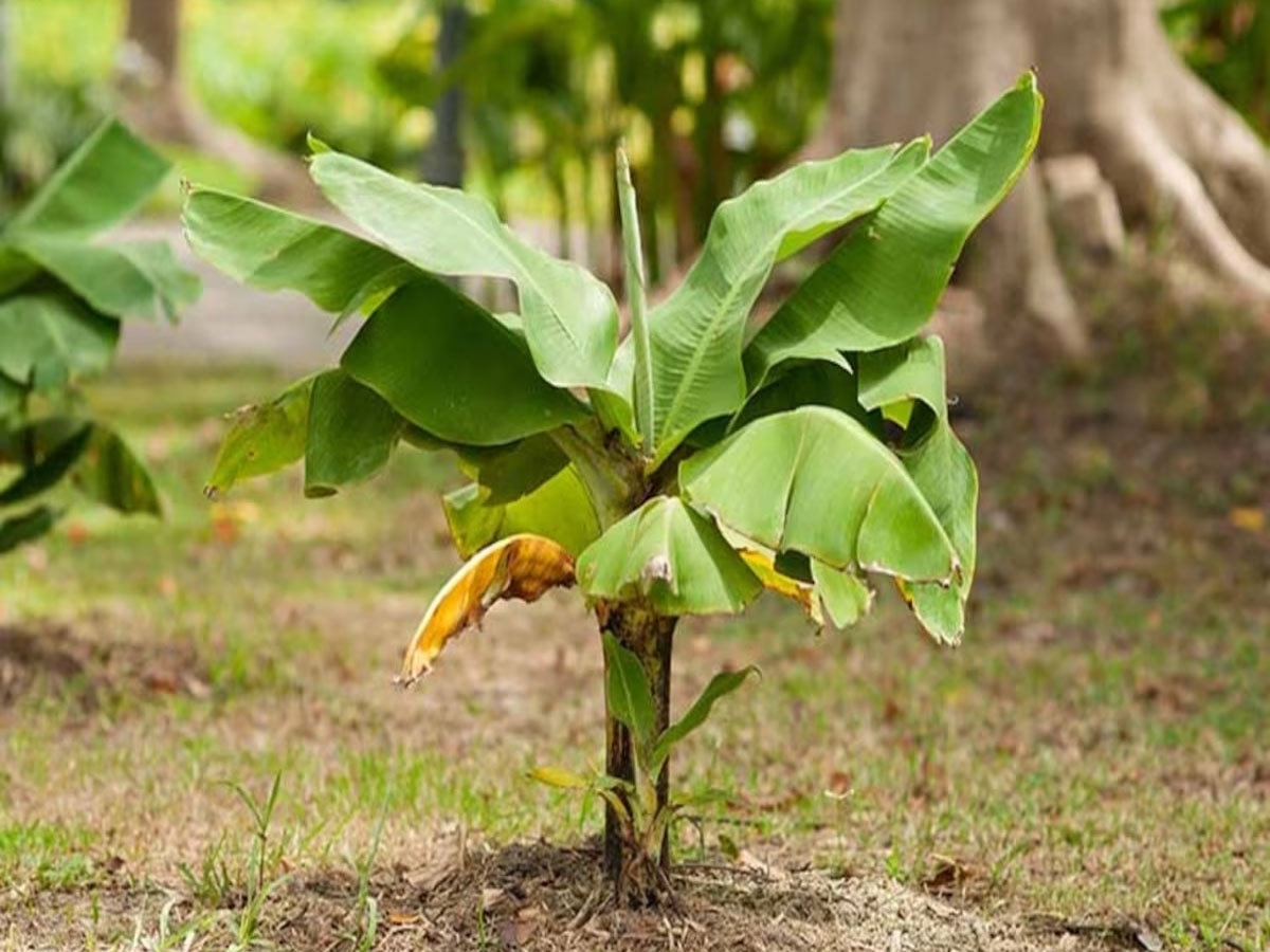 Mauli Thread Benefits tie Kalava in these trees open way for arrival of ...