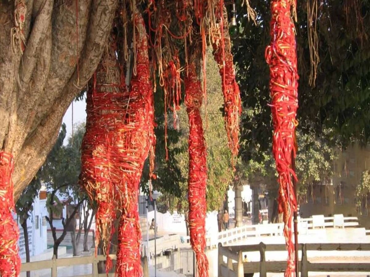 Mauli Thread Benefits tie Kalava in these trees open way for arrival of ...