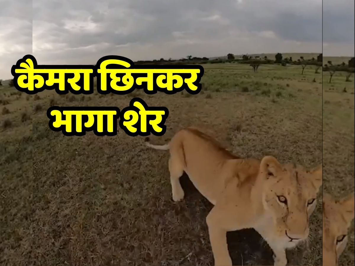 Youtuber became a lion king of jungle snatched photographer camera ...
