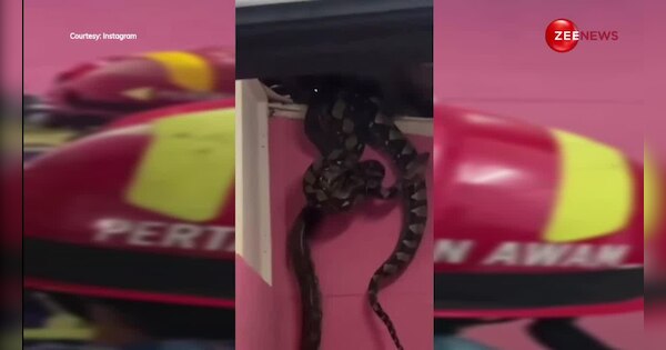 20 feet gaint pytho hidden in the false ceiling of the living room ...