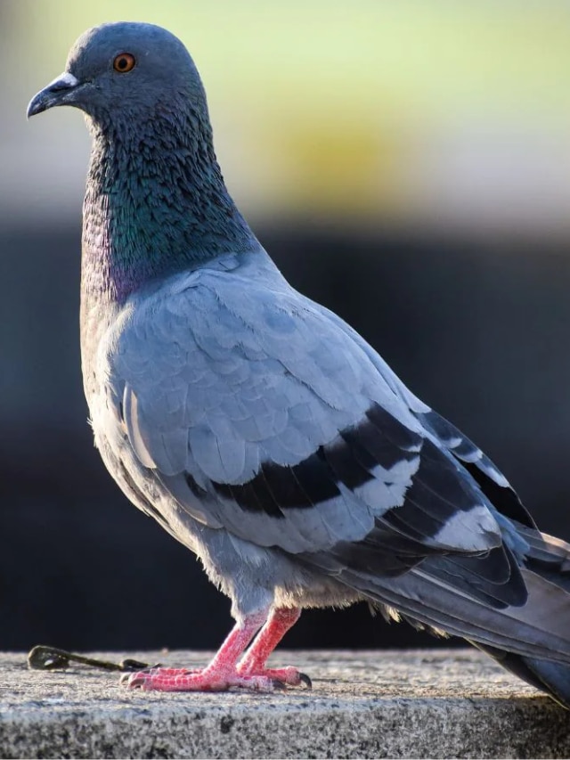 how to keep away Pigeons from home balony just plant these 5 plants ...