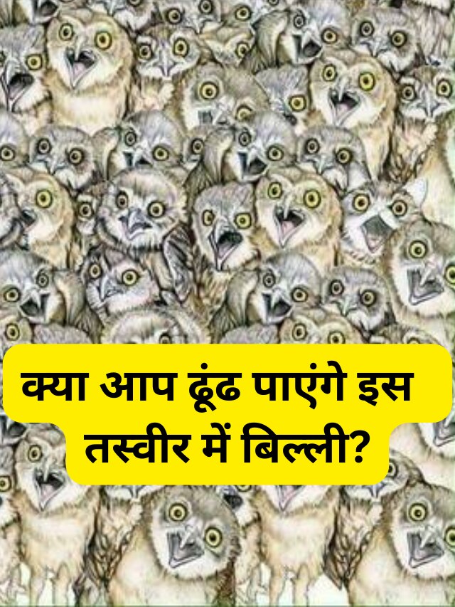 Optical illusion cat is hidden among owls only most failed to find ...