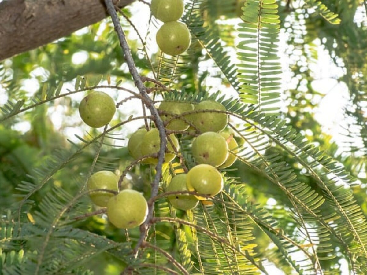 know benefits of gooseberry amla daily in winter on health amla ke ...