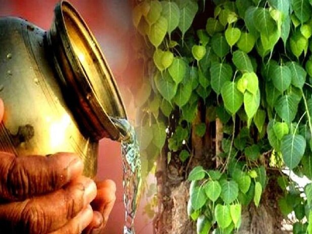Pitru Paksha 2023 plant these 5 trees to make pitra happy and satisfied ...
