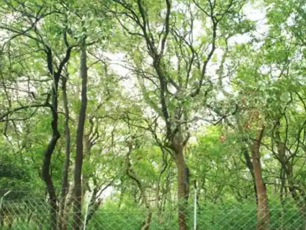Online auction of sandalwood made a record got Rs 1.25 crore chandan ka ...