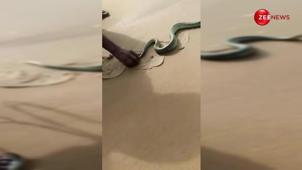 biggest king cobra snake was seen having fun with waves on goa beach ...
