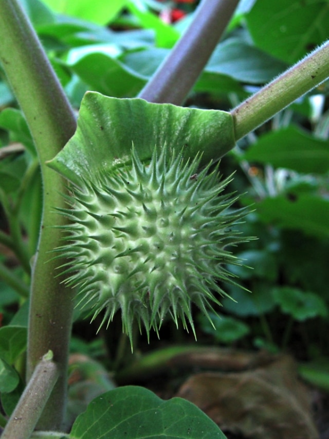 use datura for mens power know remedies dature ke fayde | पुरुष कैसे ...