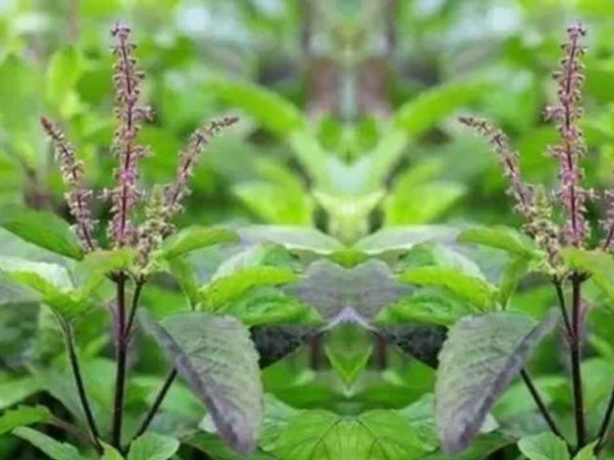 vastu and astro tips for money tulsi ki jad ke upay ghar ke mukhya dwar ...