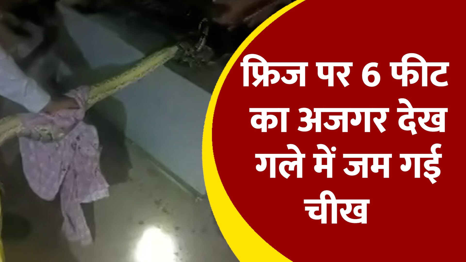 6 feet python found crawling on fridge in hapur forest officials ...