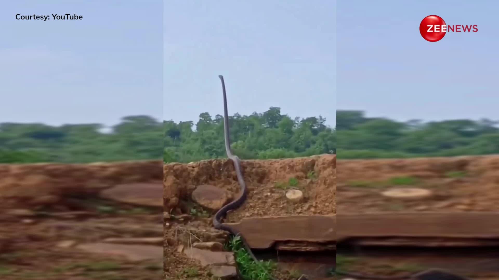 King Cobra Waiting for nagin 18 feet snake stood in the air for serpent ...