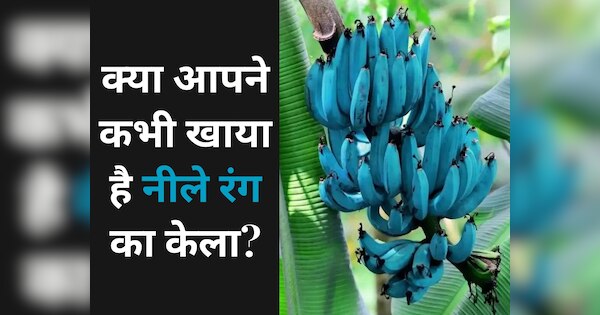 Blue Java banana have you ever eat blue banana it taste like ice cream ...