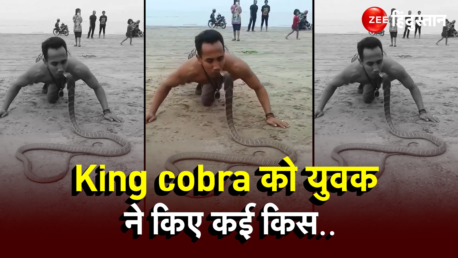 Man start kissing King cobra like girlfreind snake scary wild video ...