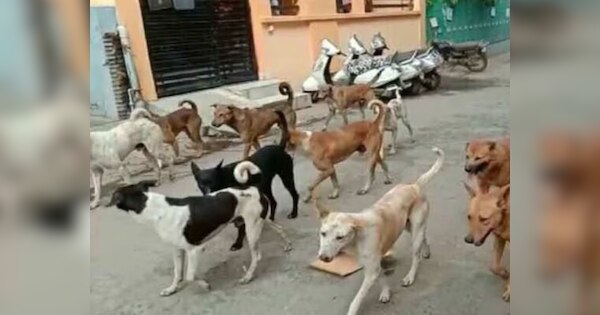 Sitapur street dogs bite and attack increased in uttar pradesh ...