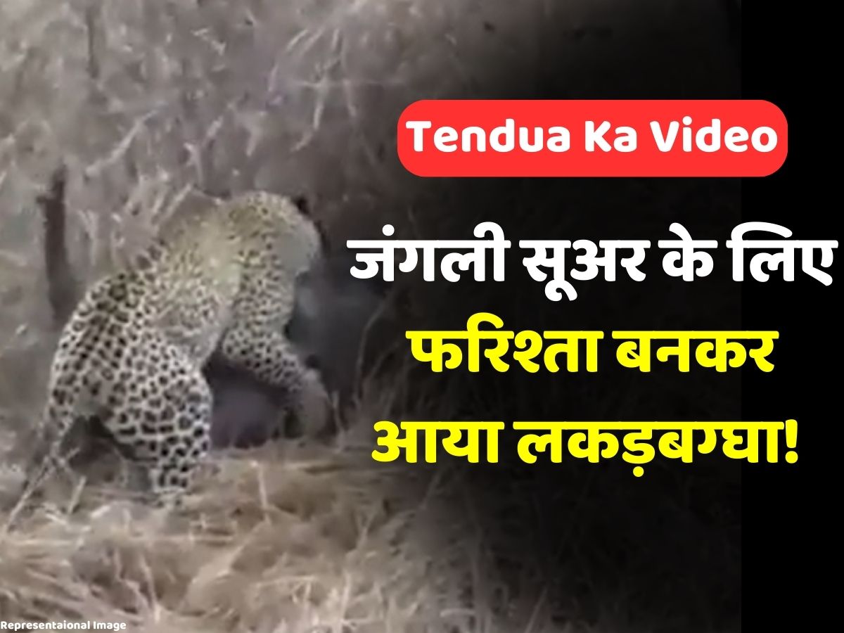 Tendua Ka Video leopard hunted the wild boar but the hyena made the ...