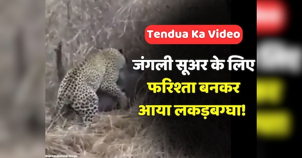 Tendua Ka Video leopard hunted the wild boar but the hyena made the ...