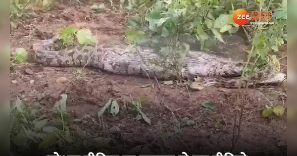 Python Video 20 feet long python sleeping in field after hunting Nilgai ...