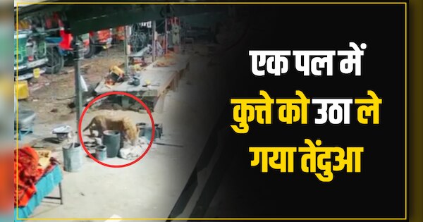 Leopard shocking attack dog video viral at social media tendue ne kutte ...