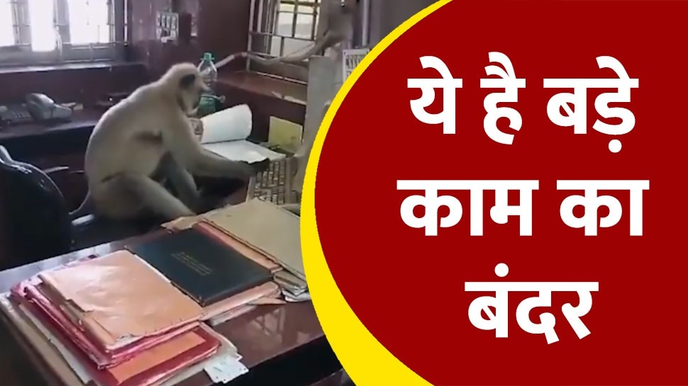 monkey seen operating on computer video viral computer chalata bandar ...
