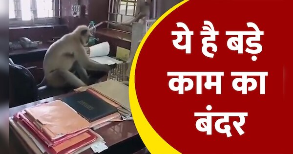 monkey seen operating on computer video viral computer chalata bandar ...