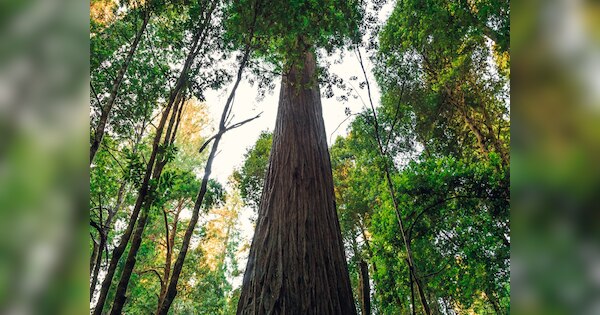 if you see hyperion tree ready to pay fine | गलती से भी इस पेड़ को देखा ...