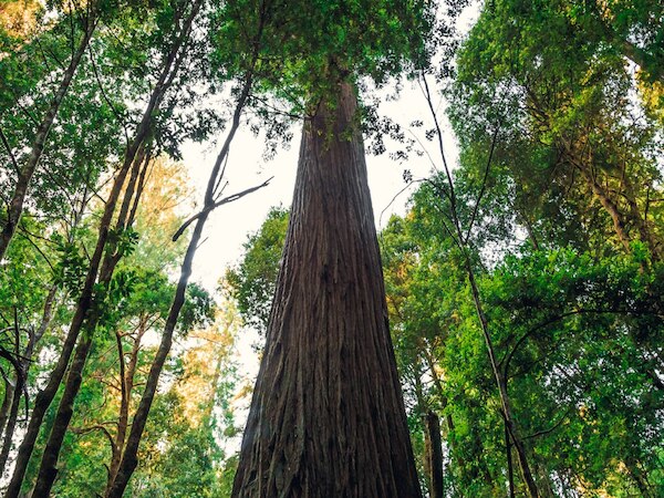 if you see hyperion tree ready to pay fine | गलती से भी इस पेड़ को देखा ...